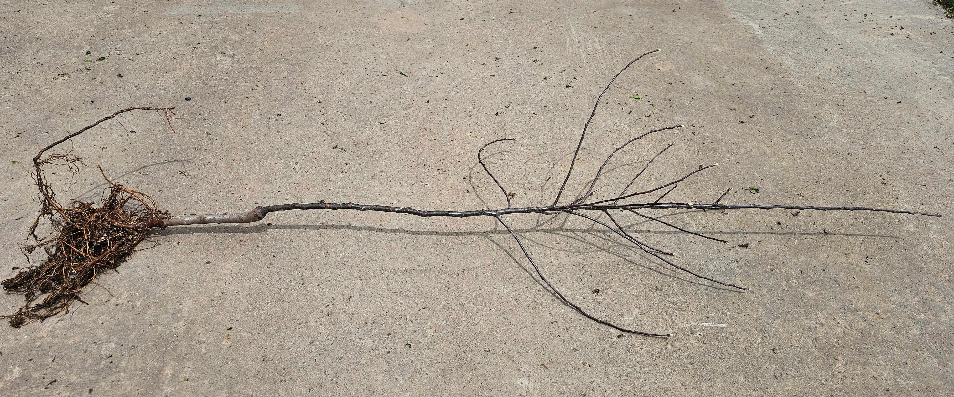 Spring 2026 Bare Root Fruit Trees – 13 Point 3 Farms