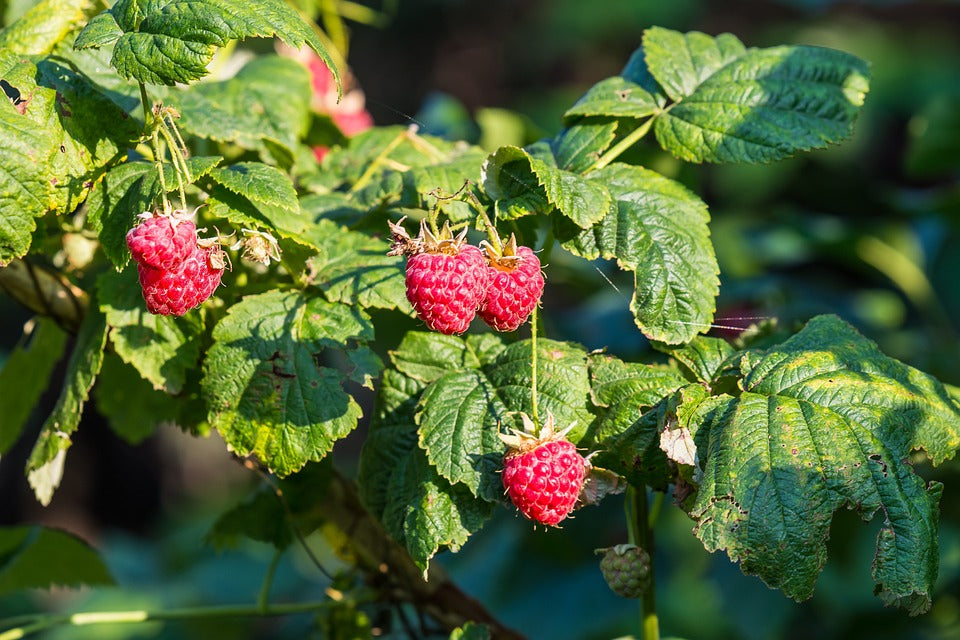 Raspberry Plants – 13 Point 3 Farms