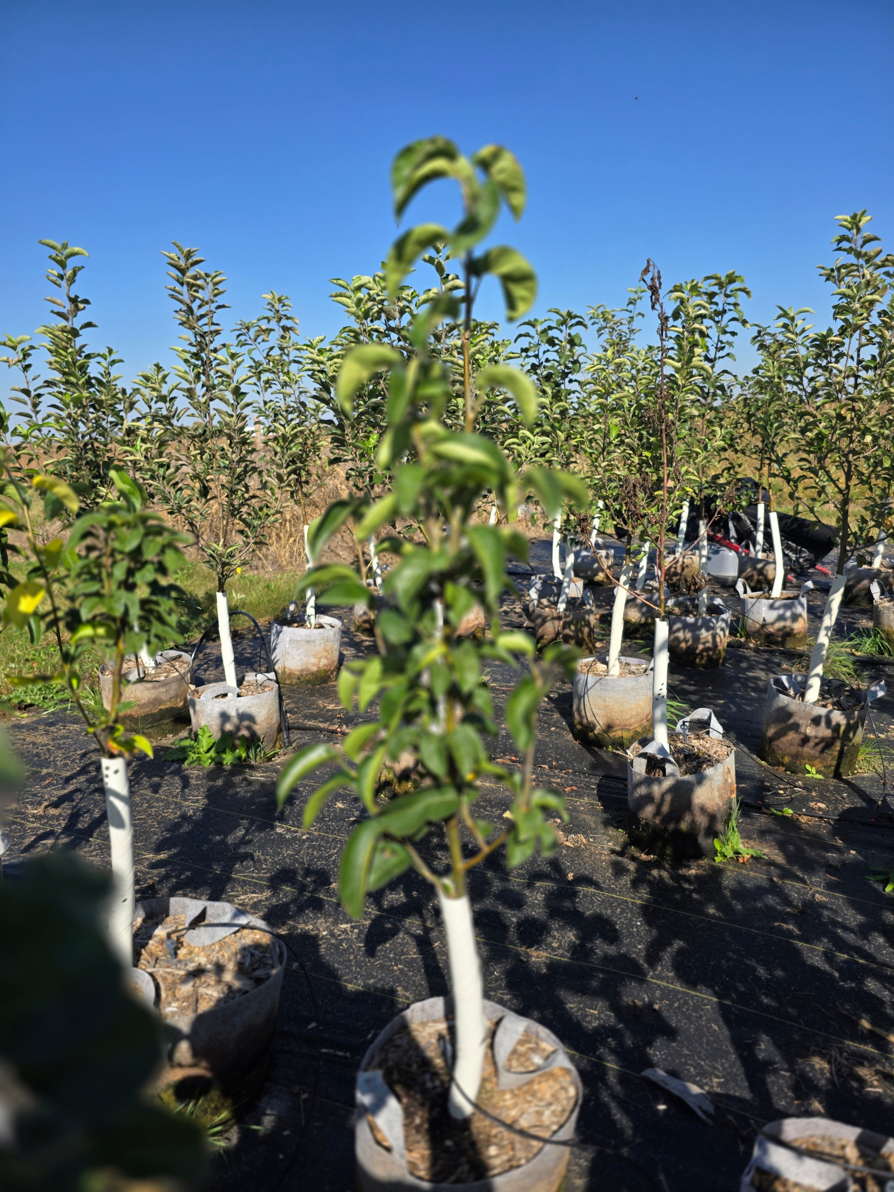 Potted Pear Trees – 13 Point 3 Farms