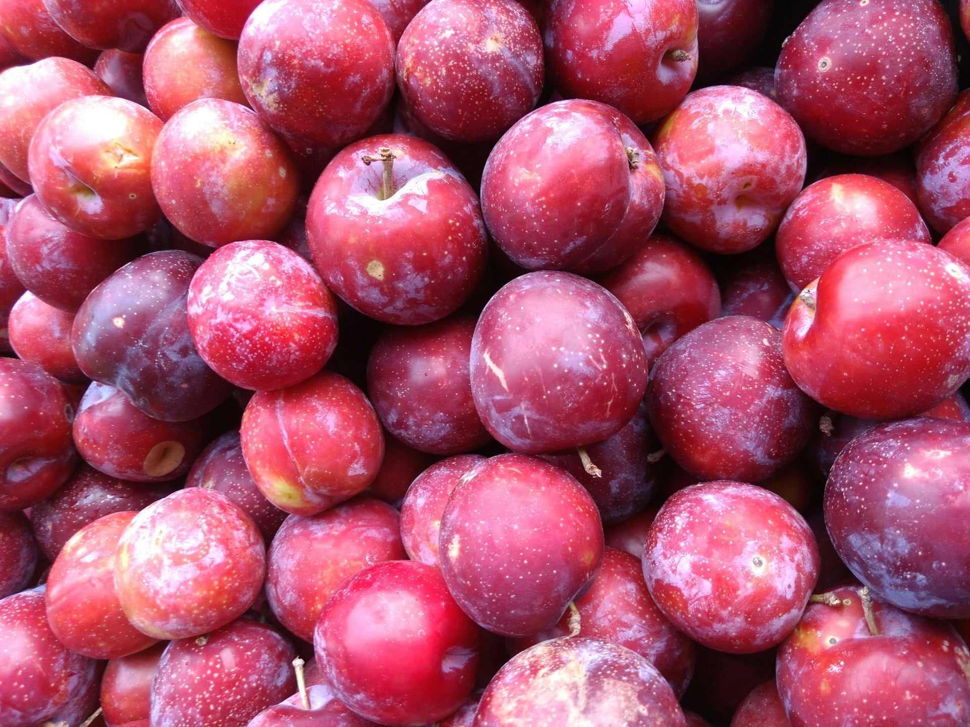 Spring 2026 Bare Root Plum Trees – 13 Point 3 Farms
