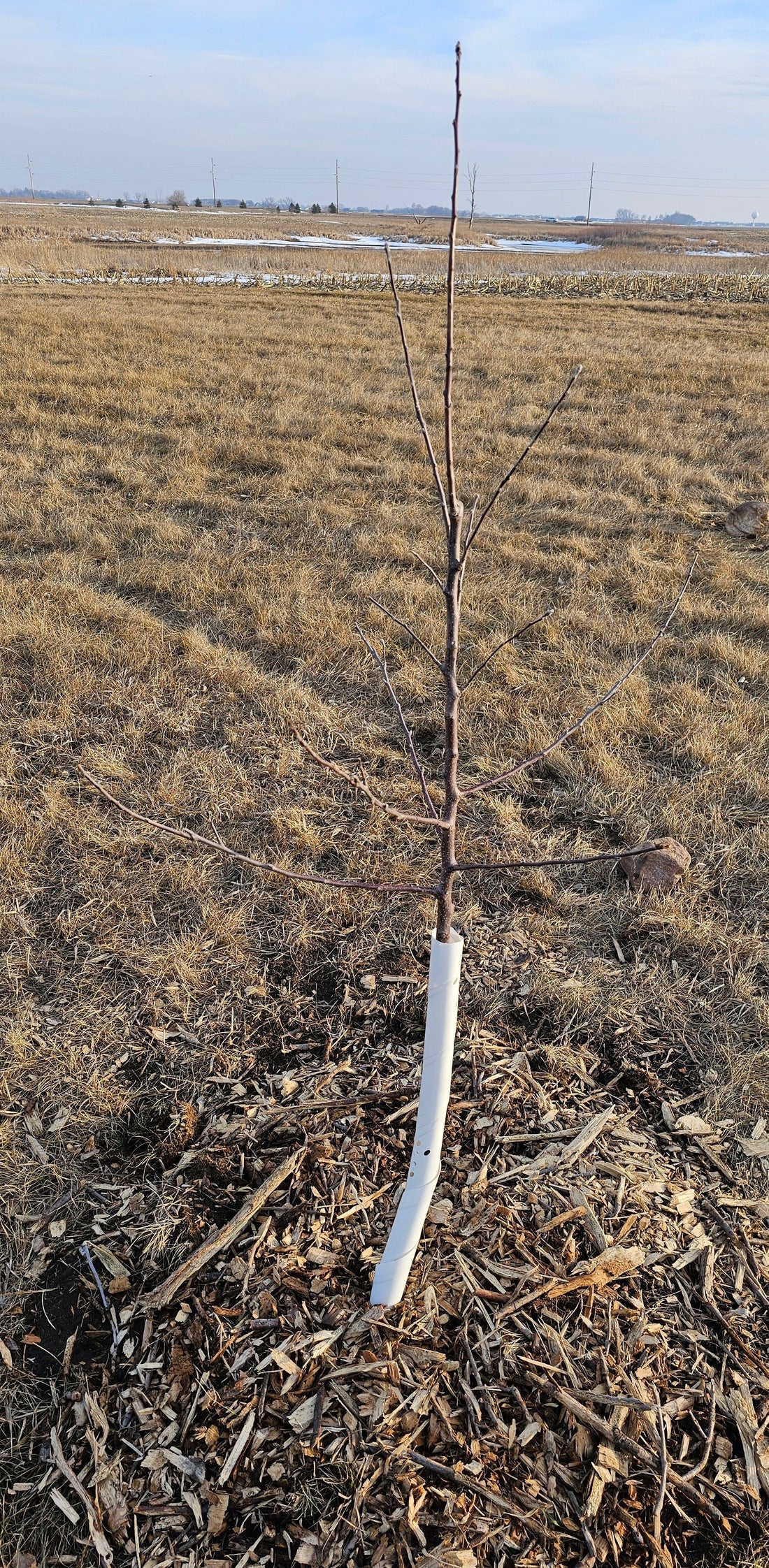 Enterprise Apple Tree (G-890 Rootstock) - 10 Gallon Potted – 13 Point 3 ...