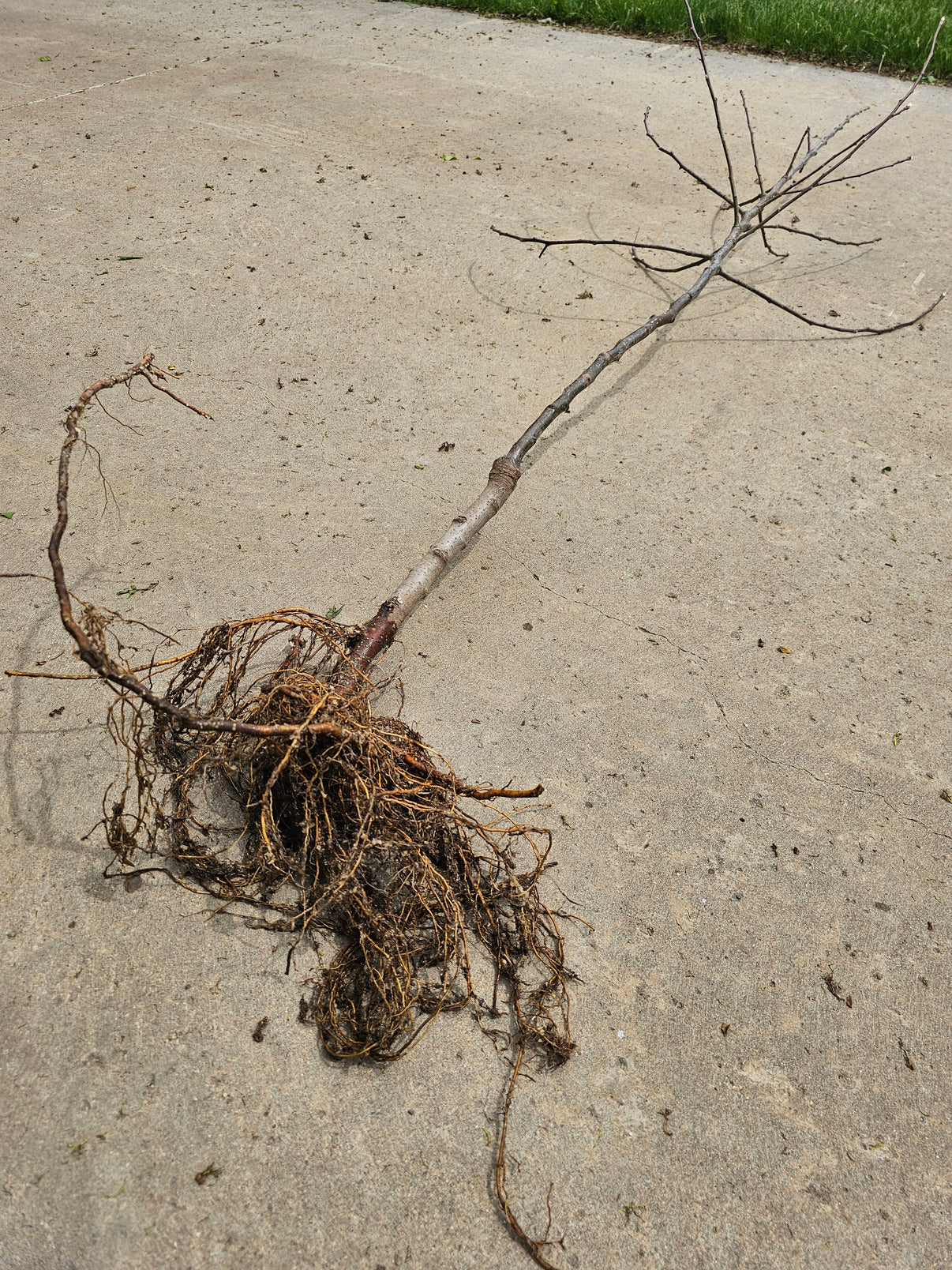 Madison Peach Tree - Bare Root (Spring 2025) – 13 Point 3 Farms
