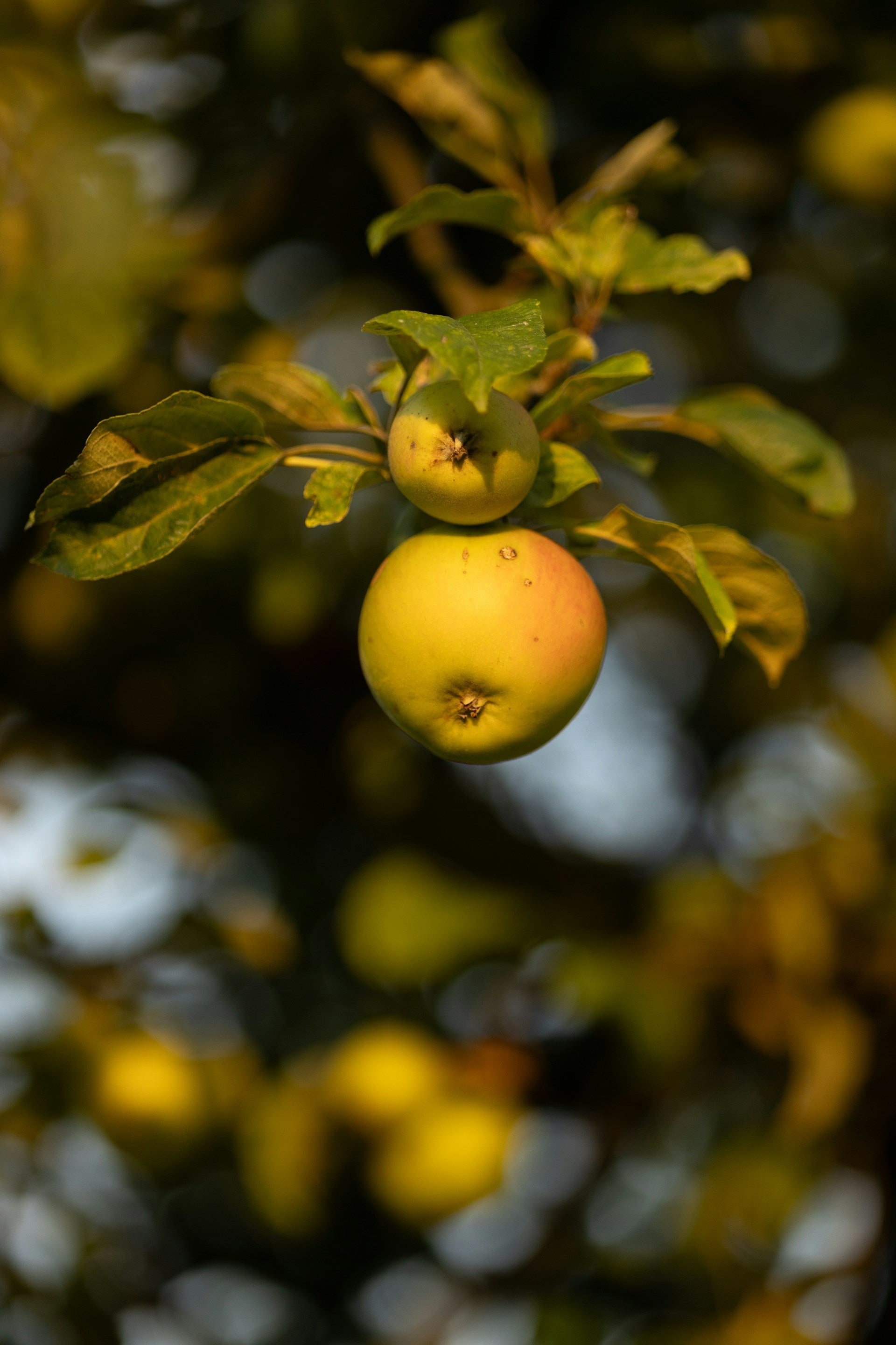 Spur Winter Banana Apple Tree | EMLA 7 (60% Size) - Bare Root (Spring ...