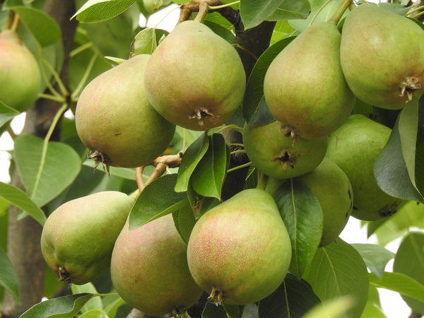 Potomac Pear Tree (80% Size) - 7 Gallon Potted – 13 Point 3 Farms