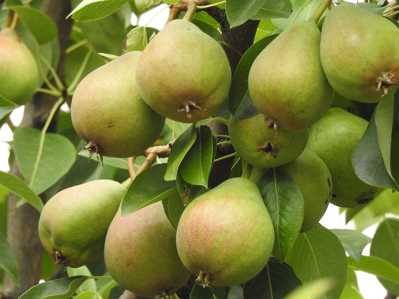 Potomac Pear Tree - 7 Gallon Potted – 13 Point 3 Farms