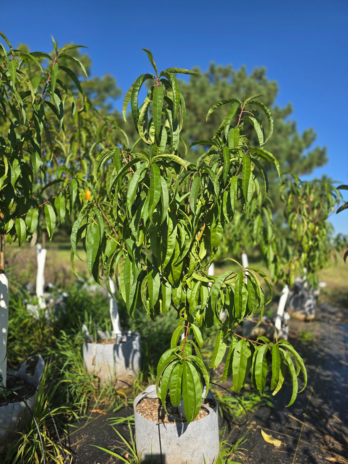 Madison Peach Tree - 7 Gallon Potted – 13 Point 3 Farms