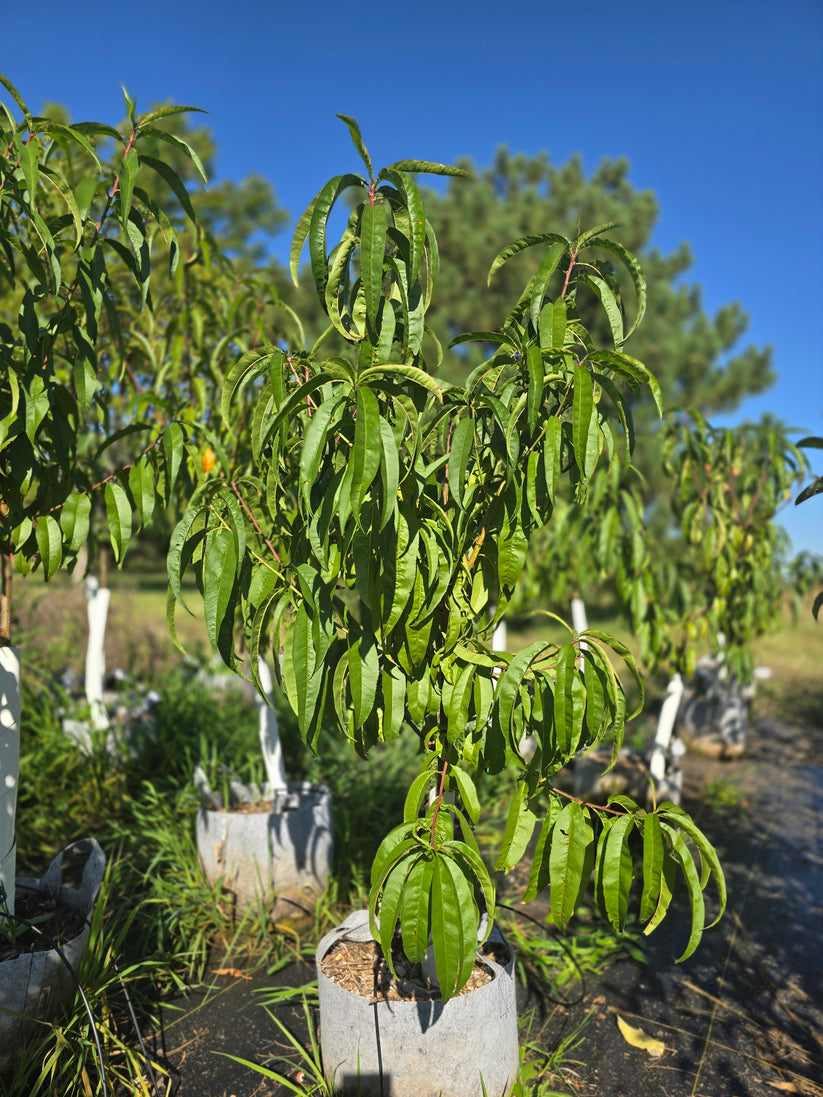 Madison Peach Tree - 7 Gallon Potted – 13 Point 3 Farms